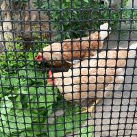 China Chinese Design Style Biaxial Geogrid Fence for Chicken Roadbed Roadbed Load Capacity for sale