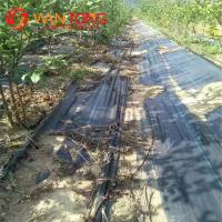China 40gsm-230gsm Agriculture PP Ground Cover Fabric for Weed Control in Strawberry Garden for sale