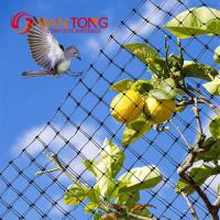 China Customized Color HDPE PP Plastic Extruded Anti-Bird Netting with 2cm Mesh for sale