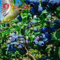 China Strength PP/HDPE Plastic Anti Bird Netting Anti Insect Netting for Orchard Protection for sale