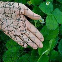China CE ISO Certified Heavy Duty Anti-Bird Net Mesh Trellis Net for Garden Greenhouse Orchard for sale