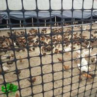 China Plastic PP Biaxial Geogrid 3030 Chinese Design for Civil Engineering Construction for sale