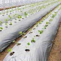 China Customized Length Agricultural Ground Cover Film for Pineapple Growing Life Span 1-2 Years for sale