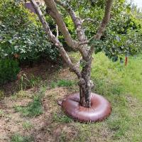China 15/20 Gallon PVC Tree Watering Bag The Ultimate Solution for Newly Planted Trees for sale