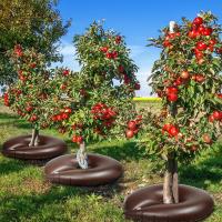 China Tree Watering Bag for Wantong 15Gallon 0.43mm Fabric PVC in Other Watering Irrigation for sale