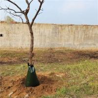 China 5 Packs PE Tree Watering Bags in Ebay High Surface Hardness Irrigation for Irrigation for sale