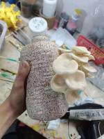 China Custom Resin 3D Printing Service for Home Decoration Art Plant Model 0.1mm Accuracy for sale