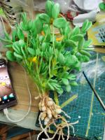 China Custom Resin 3D Printing Service for Home Decoration Art Plant Model 0.1mm Accuracy for sale