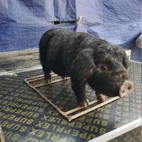 China Realistic Mechanical Lifesize 3D Animatronic Animal Robot Model for sale