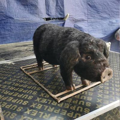 China Realistic Mechanical Lifesize 3D Animatronic Animal Robot Model for sale