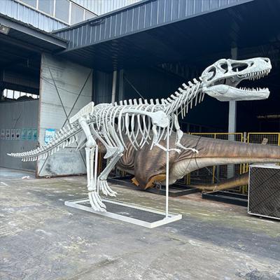 China Jurassic Park Display Realistic Fiberglass T Rex Skeleton Model / Dinosaur Bone Model for sale