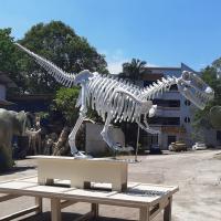 China Science Center Education Display Fiberglass Dinosaur Skeleton Model 2 Years Warranty for sale