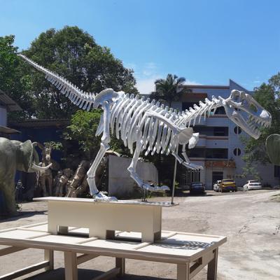 China Science Center Education Display Fiberglass Dinosaur Skeleton Model 2 Years Warranty for sale