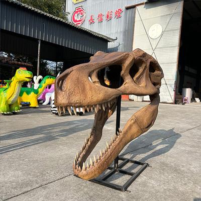 China Science Center Real Size Dinosaur Skull Replica Bones Skeleton Fossil for sale