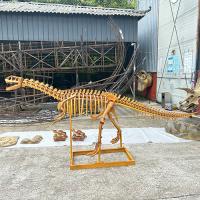 China Museum Exhibition High Simulation Dinosaur Skeleton Model Replica Sculpture for sale