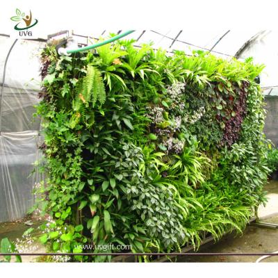 China UVG GRW032 Green Artificial Grass Wall Panel 50x50cm for Garden Landscaping for sale