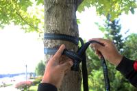China Durable Polyester Hammock Webbing with 15-20 Loops and 600 LBS Breaking Strength Adjustable Tree Swing Strap for sale