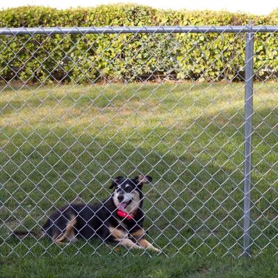 China Metal Chain Fence Gate With PVC Coating For Home Garden Security 1.0-6.0mm for sale