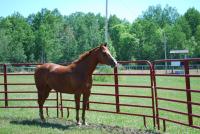 China Back Yard Garden Animal Husbandry Iron Temporary Corral Fencing for sale