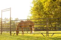 China Portable Corral Fence Galvanized Cattle Yard Horse Fence Panel Livestock Panels for sale