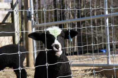 China 1.2m High Sheep Cattle Fixed Knot Fence 50m 100m Farm Guard Field Fence for sale