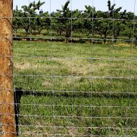China Deer Fixed Knot Fence 1.2m Hinge Joint Cattle Wire Mesh Field Fence for sale