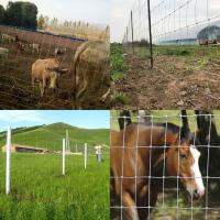 China Agriculture Land Fixed Knot Deer Fence for sale