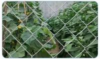 China 5x5cm Hole Size Galvanized Chain Link Fence Iron Wire Mesh - 5x1m Dimensions, Multiple Material Options for sale