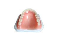 China Removable All Acrylic Partial Denture Natural Looking Easy To Maintain for sale