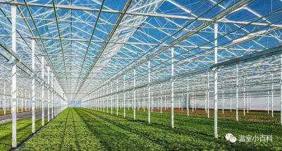 China Tempered 3.2mm  4mm Greenhouse Roof Cover  Glass for Vagetables and Plants for sale