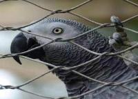 China 304 Stainless Steel Aviary Mesh 1.2mm Aviary Netting For Birds for sale