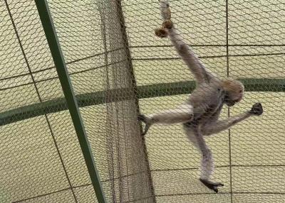 China SS 7*19  1.5mm Stainless Steel Cable Mesh  For Saftey Protection Net for sale