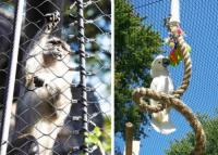 China 316 Rope Net Fence 35*35mm Opening Stainless Steel Cable Mesh Netting For Zoo for sale