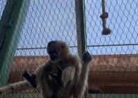 China Stainless Steel Framed Rope Woven Mesh  For Zoo Mesh Animals Protection for sale