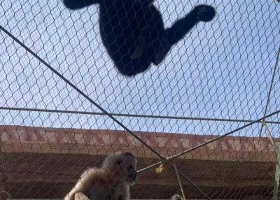 China AISI316 Ferruled Stainless Steel Wire Rope Netting For Zoo Aviary Project for sale