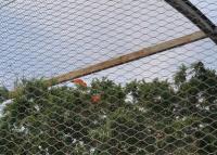 China Stainless Steel Wire Rope Mesh For Aviary Netting Bridge And Staircase Fencing for sale