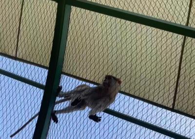 China 316 Stainless Steel Rope Wire Mesh Net For Zoo Animal Protection netting for sale