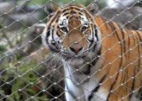 China Flexible Stainless Steel  Ideal Safety Net For Animal Cage And Building Safety for sale
