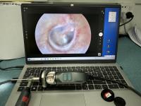 China TUYOU Manufacturer USB Portable Endoscope Camera For ENT Endoscopy Pet Checking Video Endoscopy On Laptop for sale