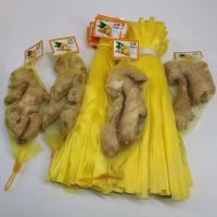 China Onion Lemon PE Net Mesh Bags Roll Packing Weight 1kg For Fruit Egg for sale