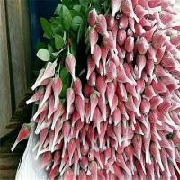 China Polyethylene Mesh Sleeves Protective Mesh Netting Rose Net Cover Food Grade for sale
