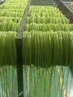 China Patch Cord Fiber Optic Cable SC/LC/ST LSZH PVC  Jacket OM1 OM2 OM3 OM4  for Networking for sale