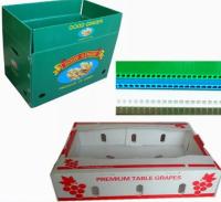 China 2400x1200 2440x1220 Fruit Vegetable Box Plastic Corrugated for sale