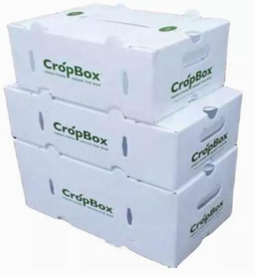 China Vegetables Fruit Packaging Boxes Corrugated Plastic Static Protective for sale