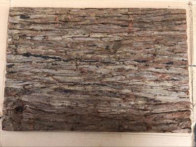 China 400x600mm Fir Bark Wall Tiles with Cork Back Natural Wood Texture Decorative Panel for sale