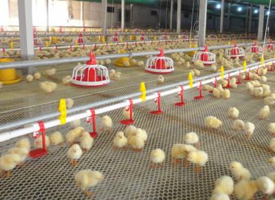 China Cheap Agricultural Steel Structure Prefabricated Poultry Chicken Broiler Layer Cage Ground House Pig Farm Cow Barn Full Equipment One-stop Service for sale