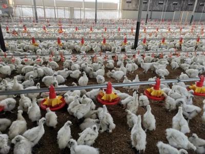 China Chicken Poultry Farm Equipment for Broiler House in Philippines with Steel Structure House for sale