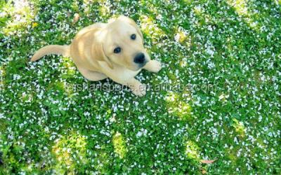 China 25mm Pile Height Hybrid Artificial Grass Carpet with Ultra High Wear Resistance for Mixed Laying with Natural Grass for sale