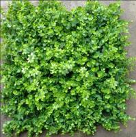 China Artificial Wall Grass Enhancing Aesthetic Appeal For Offices Homes Places Like Cafe And Resturants for sale