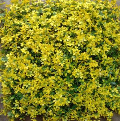 China Artificial Wall Grass The Must-Have Decoration For Hotel Restaurant Shopping Center And Exhibition Display for sale